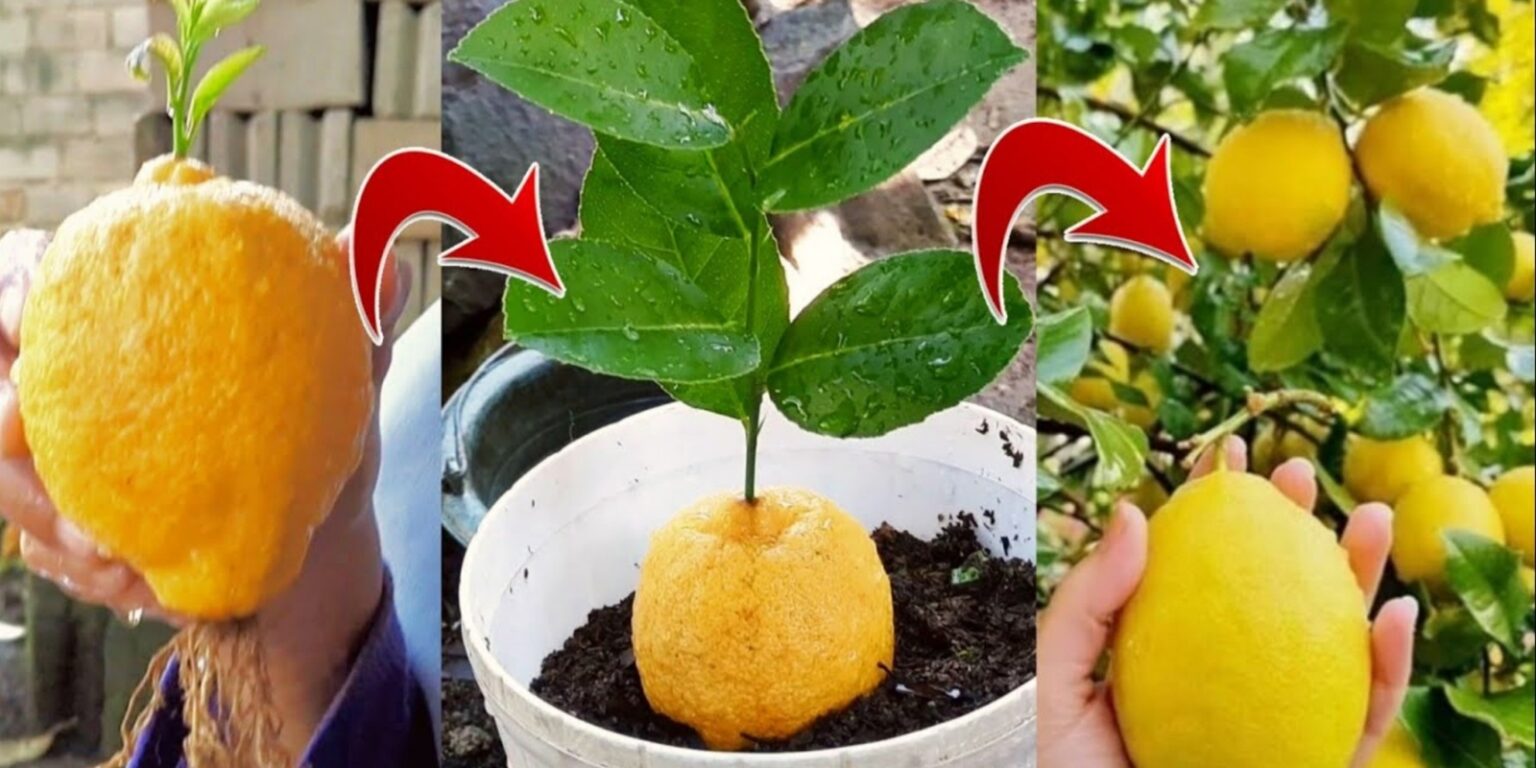 step-by-step guide on how to germinate lemon seeds - Natural Garden Tips