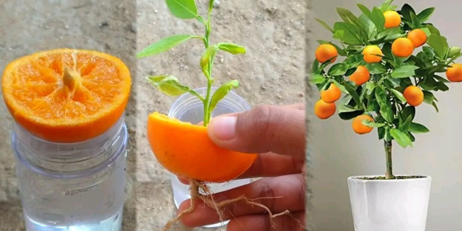 Growing an orange tree from seed - Natural Garden Tips