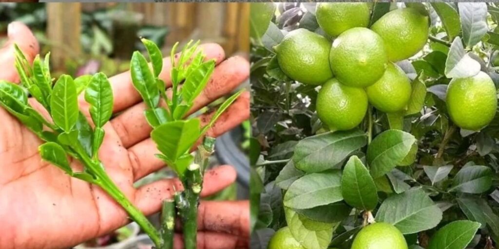 Grow lemons The easiest procedure in the world - Natural Garden Tips