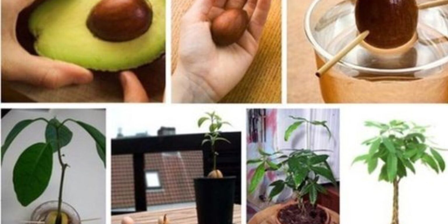 How to Grow Avocados in Containers - Complete Growing Guide - Natural ...