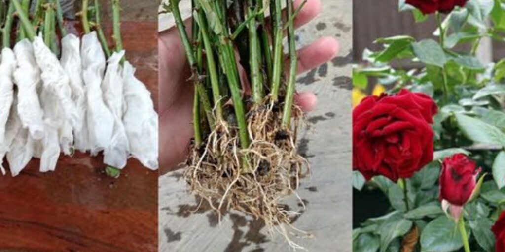 How to Grow Roses from Cuttings - Easy Way - Natural Garden Tips