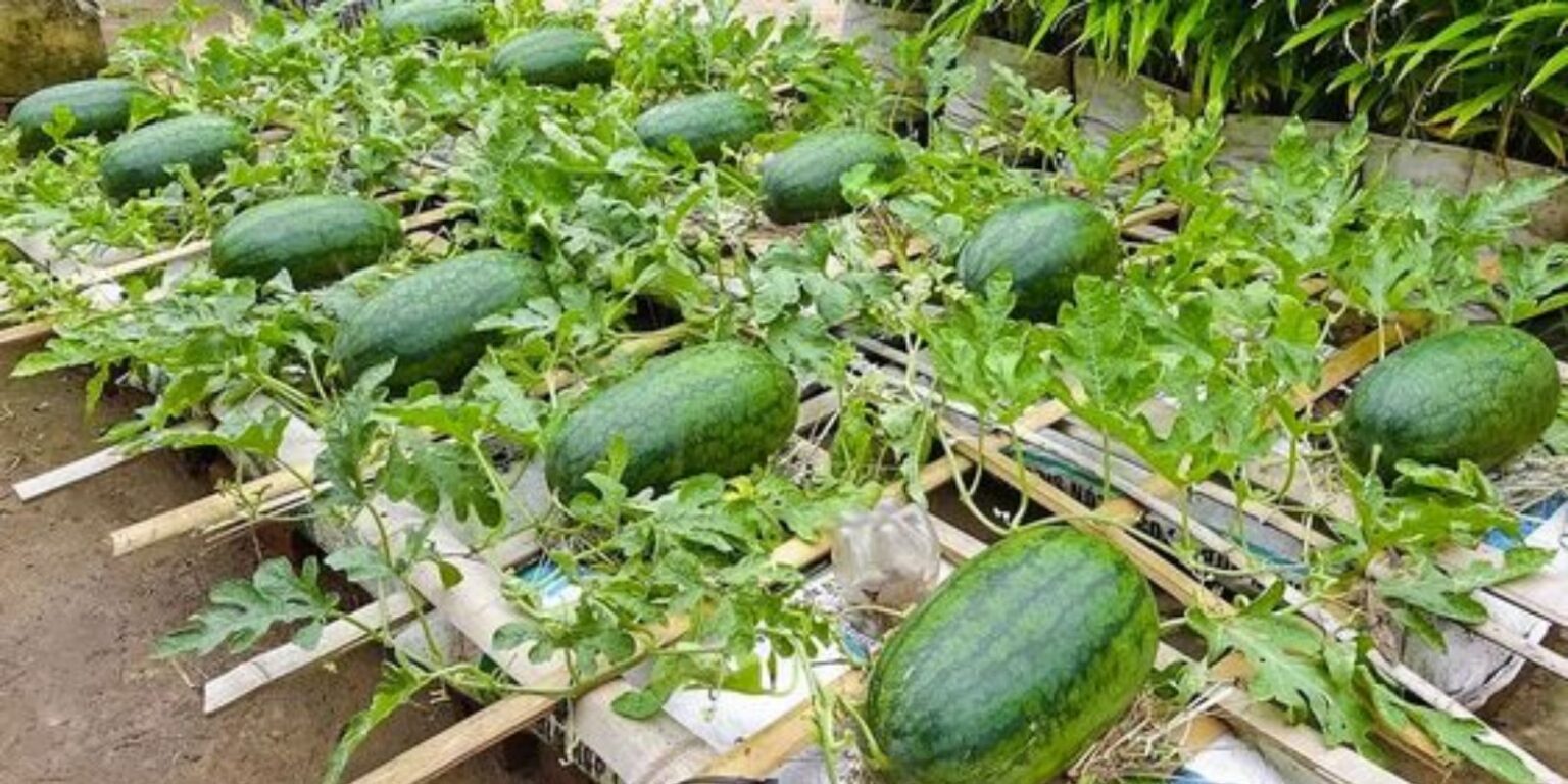 How to Grow Sweet Watermelons - Natural Garden Tips