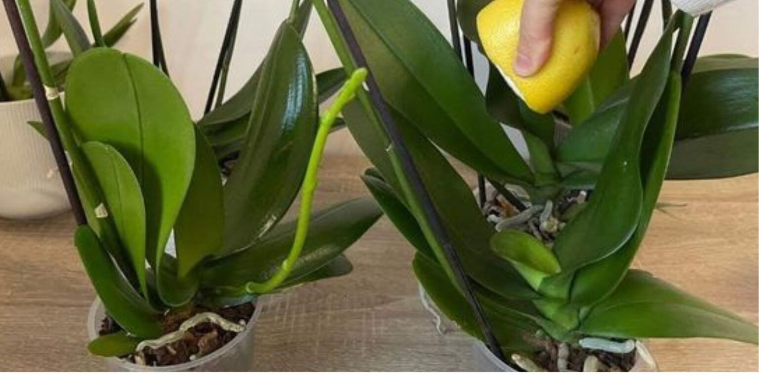 The Lemon Juice Trick to Recover and Make Orchids Bloom - Natural ...
