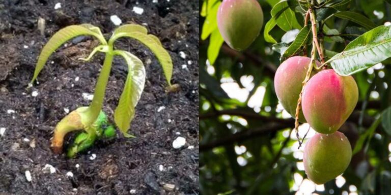 How to grow a mango tree from seed - Natural Garden Tips