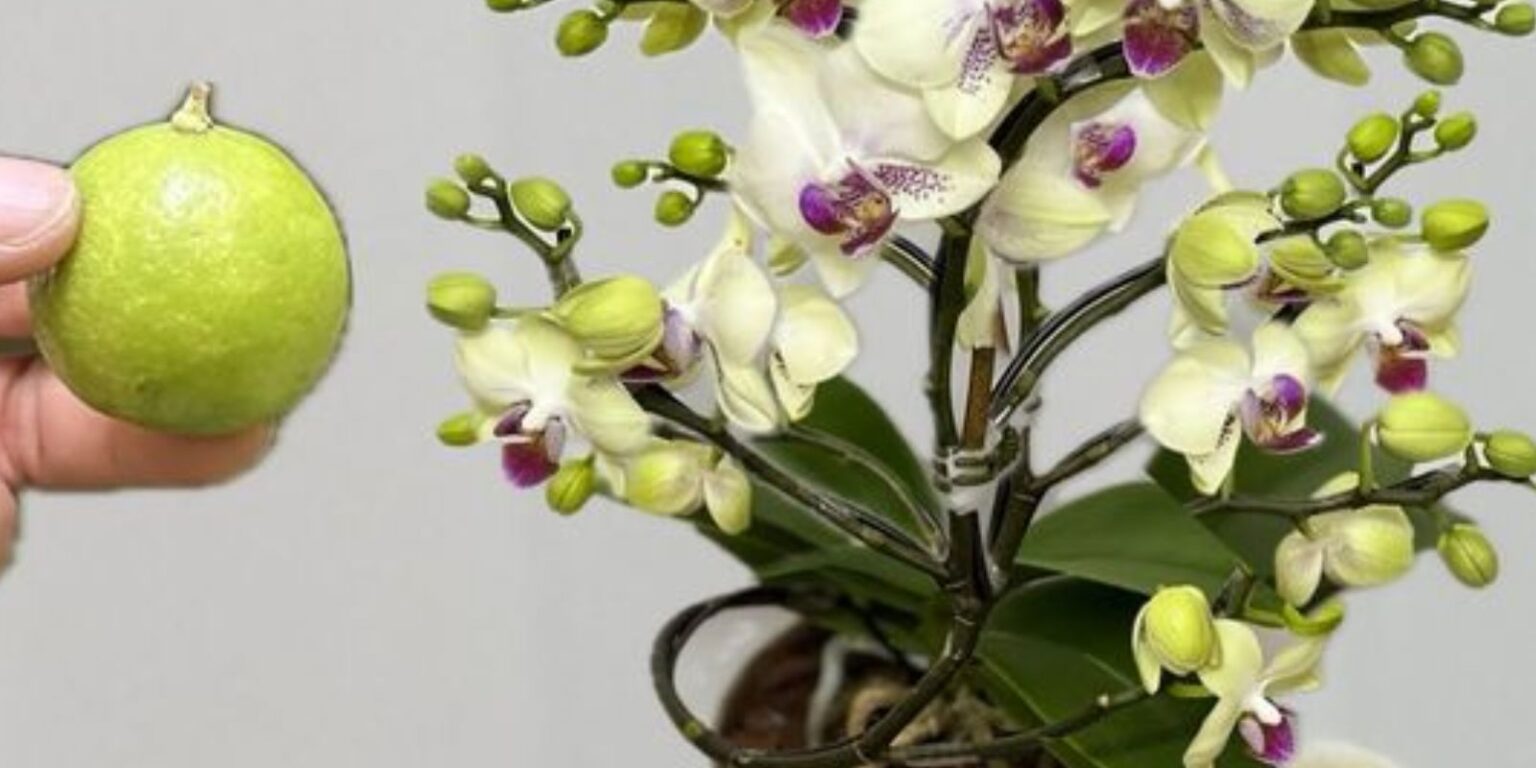 The Lemon Juice Trick to Revive and Bloom Orchids - Natural Garden Tips