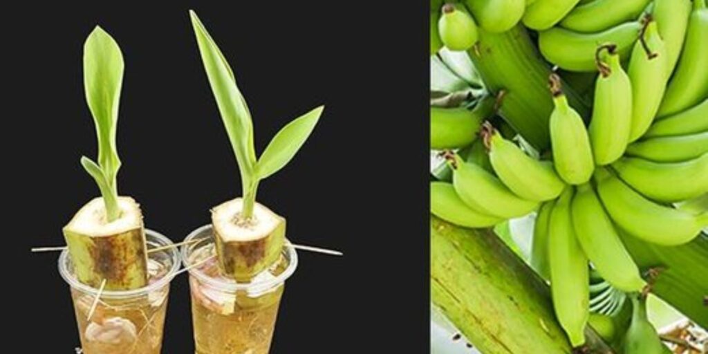 how to grow a banana tree from a banana bought at the supermarket ...
