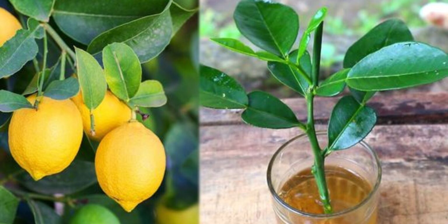 Grow Lemons from Lemon Cuttings: A Step-by-Step Guide - Natural Garden Tips