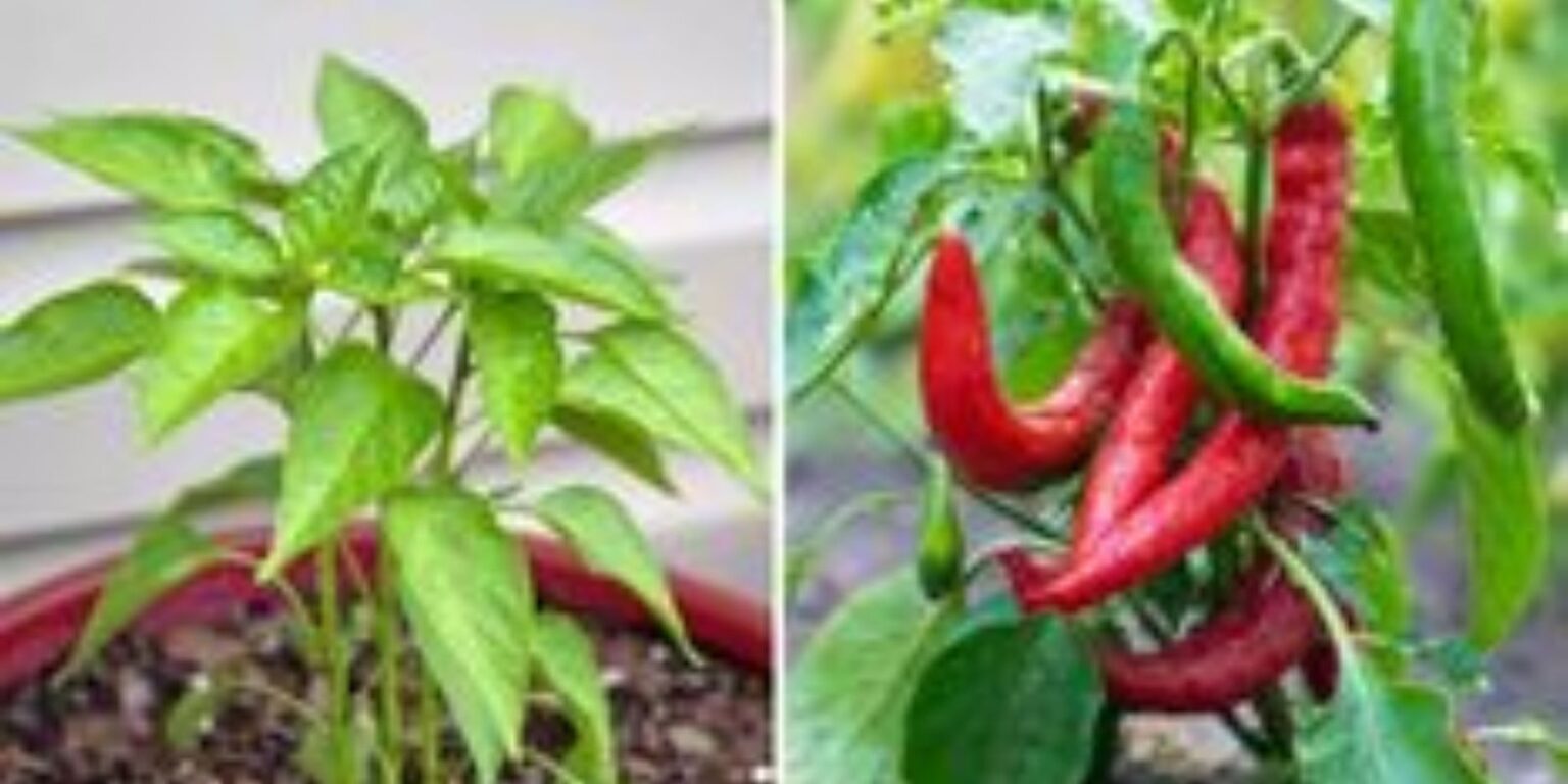 6 Amazing Secrets to Grow Peppers Faster, Bigger, and Better - Natural ...