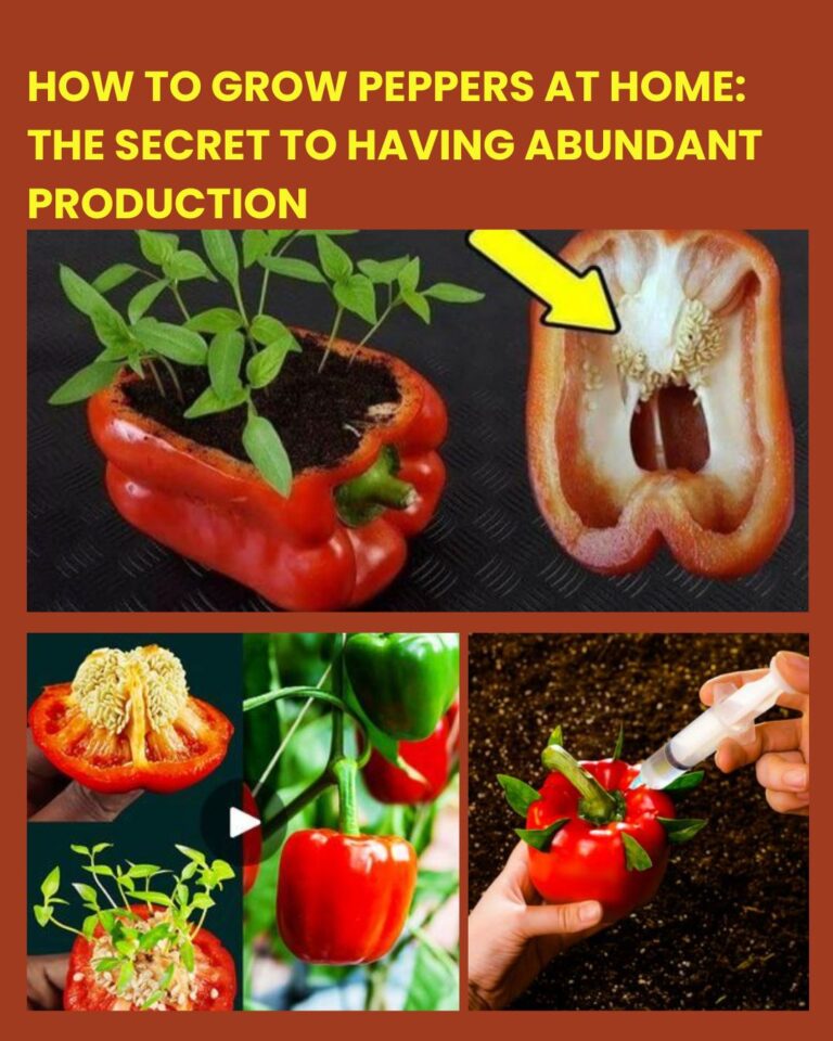 How to Grow Peppers at Home: The Secret to Abundant Production ...