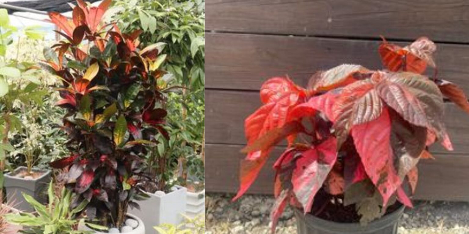18 Gorgeous Plants That Have Shapes That Look Like They're Made of ...
