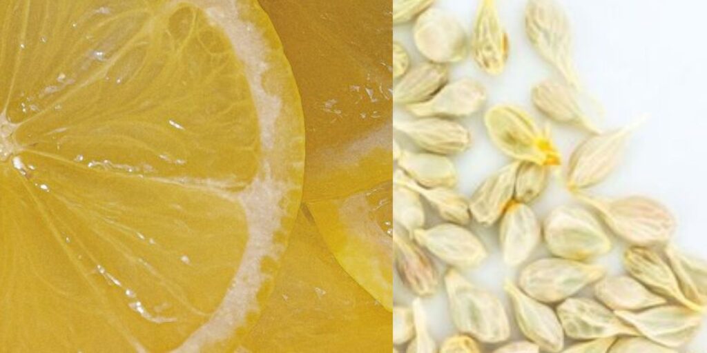 Don't Waste Lemon Pips: Unlocking Hidden Treasures - Natural Garden Tips