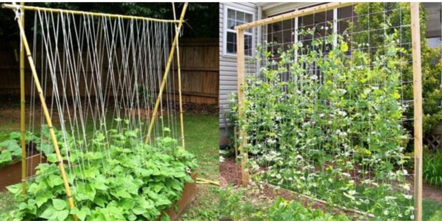 Introduction to DIY Cucumber Trellis Ideas - Natural Garden Tips