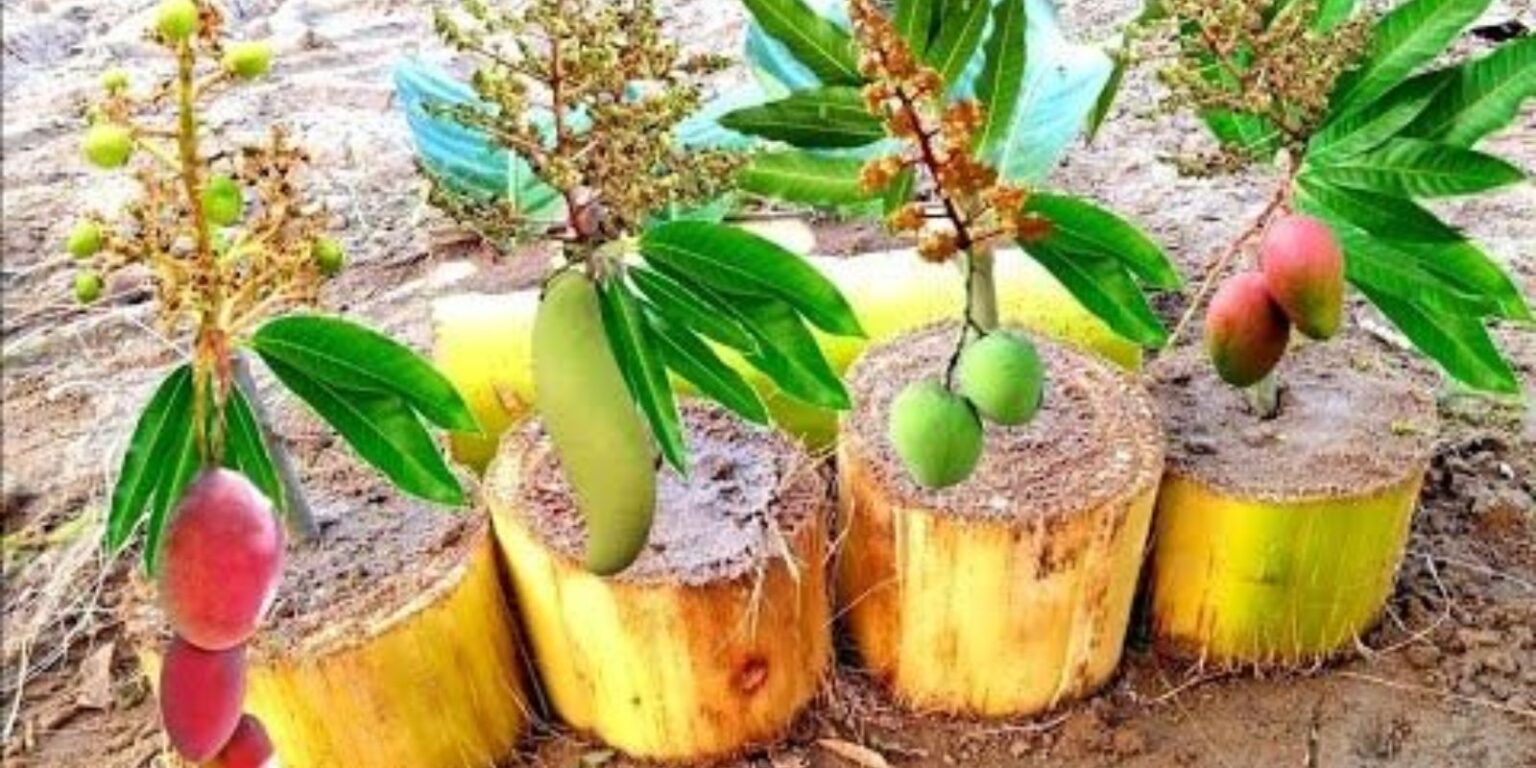 How to grow mango trees from mango leaves with 100% success - Natural ...