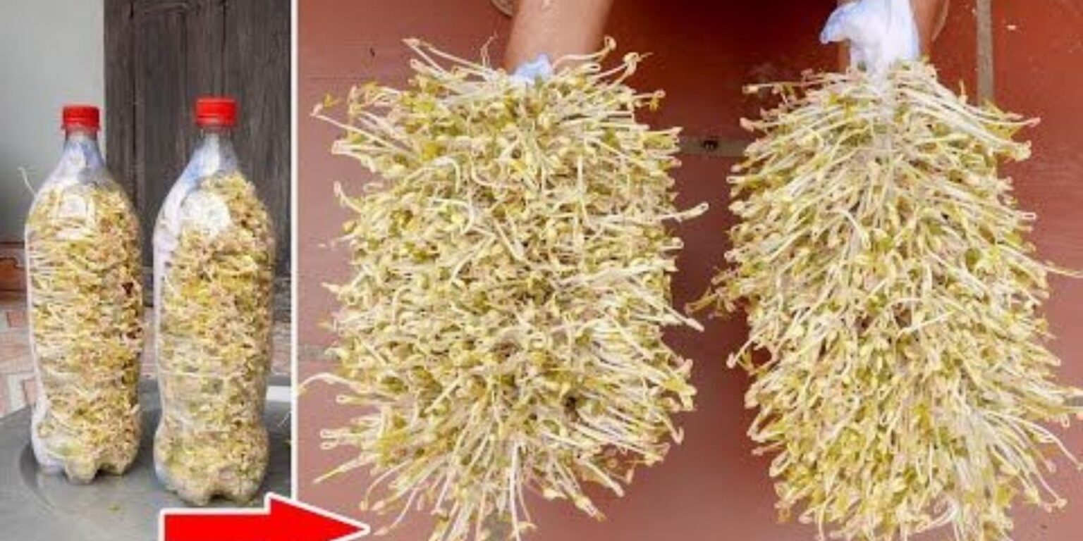 Growing Bean Sprouts at Home Using Plastic Bottles 🌱 - Natural Garden Tips