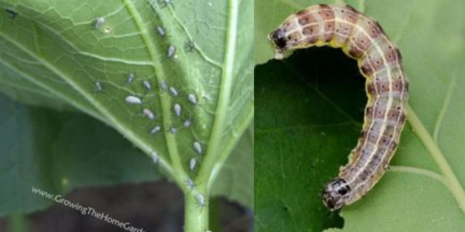 8 Common Cucumber Harmful Pests - Natural Garden Tips