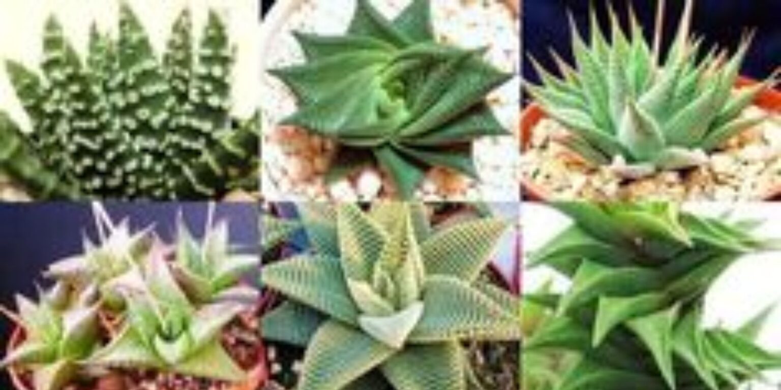 21 Different Aloe Varieties You Can Grow In Containers - Natural Garden ...