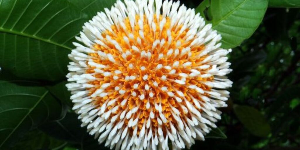 The Kadamba Tree (Neolamarckia cadamba): A Comprehensive Guide to ...