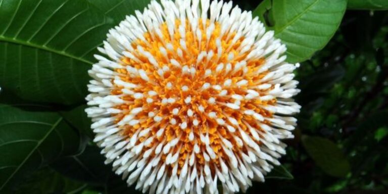 The Kadamba Tree (Neolamarckia cadamba): A Comprehensive Guide to ...