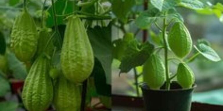 Cultivating Chayote at Home: A Surprisingly Simple Guide for an ...
