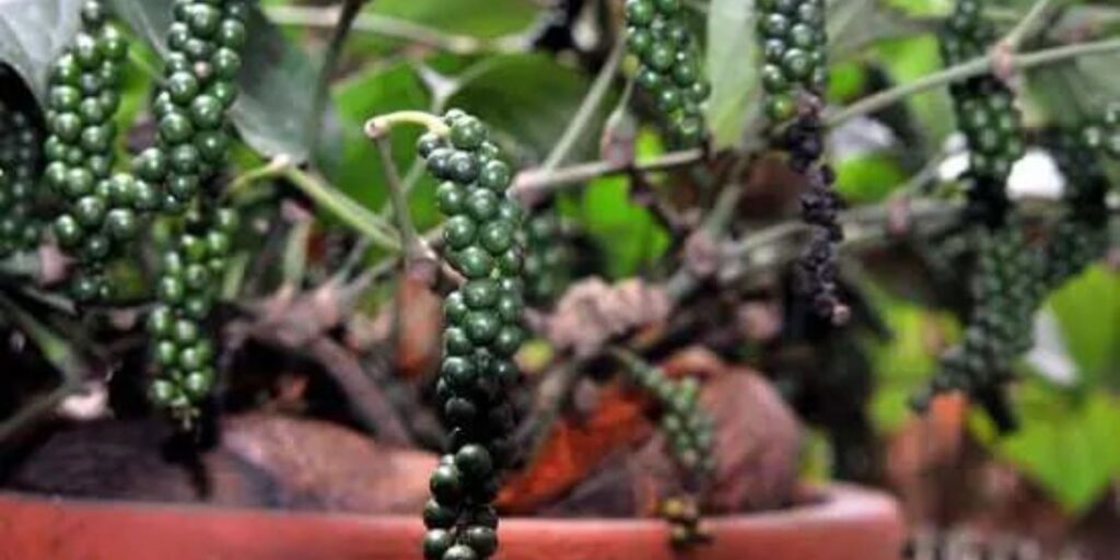 How to Grow and Care for the Best Black Pepper in a Pot - Natural ...