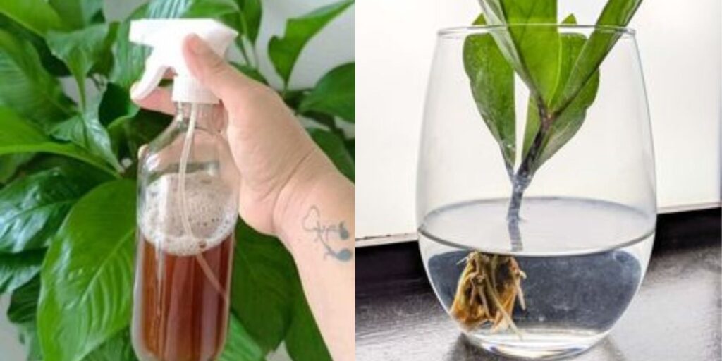 Harnessing the Power of Water: Rooting Plant Cuttings Successfully ...