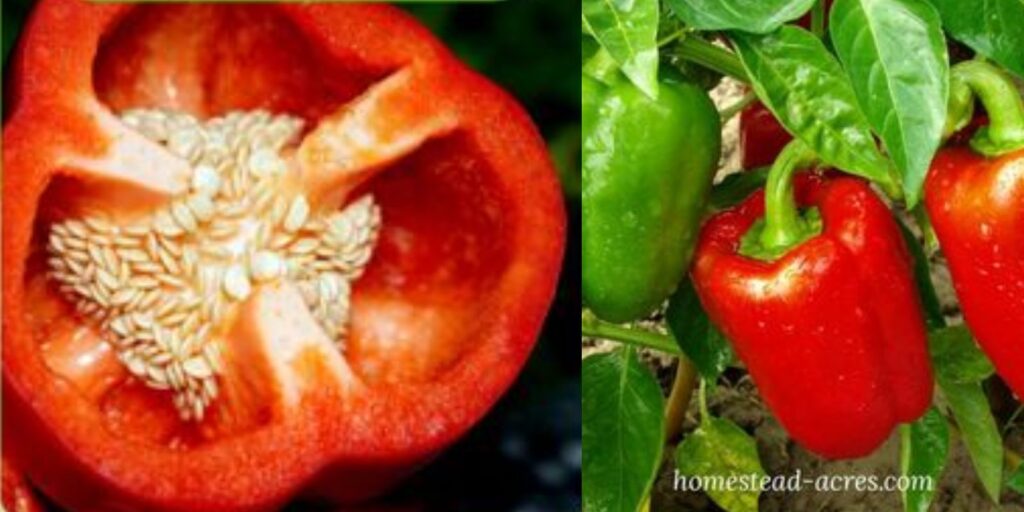 Mastering Pepper Seed Germination: Two Proven Methods for Successful ...