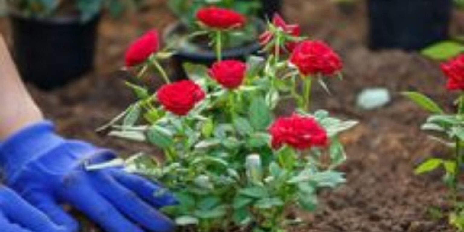 Unlock the Beauty: How to Grow Roses from Rose Calyx 🌹👇 - Natural ...