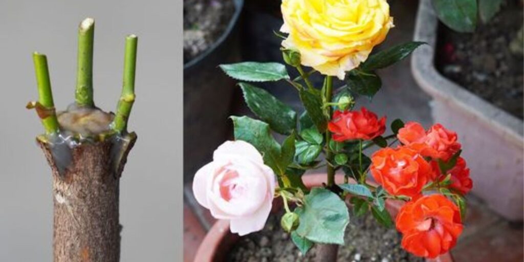 Unveiling the Art of Rose Grafting: Enhancing Your Garden with Skill ...