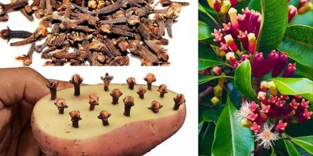 How to Grow Clove Plant at Home: From Seed to Spice - Natural Garden Tips