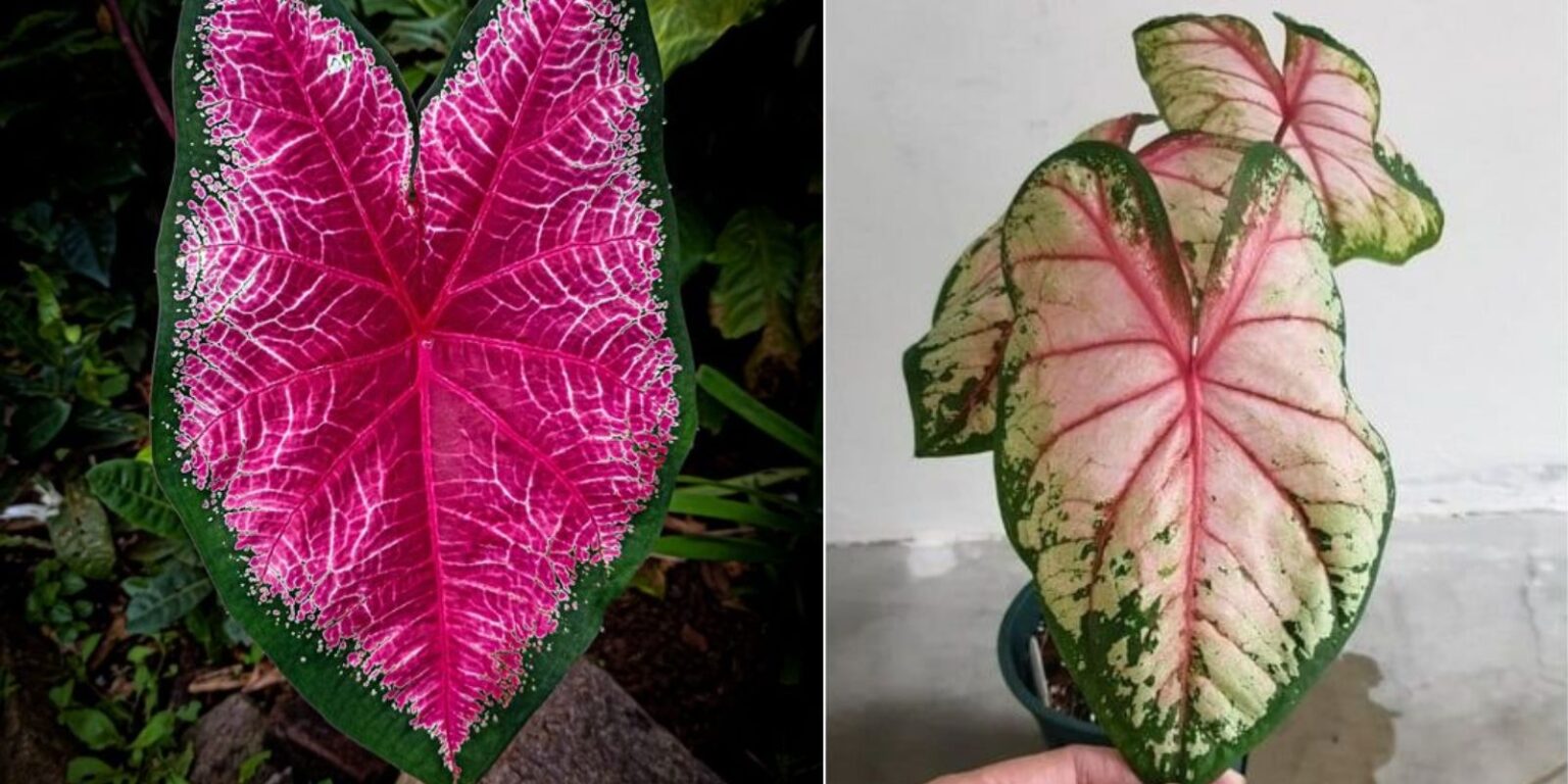 The Pink Elephant Ear (Caladium spp.): A Guide to Growing and Caring ...