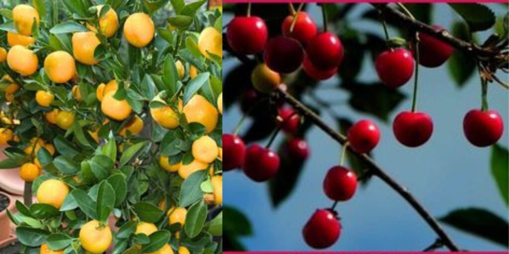 10 Fresh And Ornamental Fruit Trees That You Can Grow Easily In ...