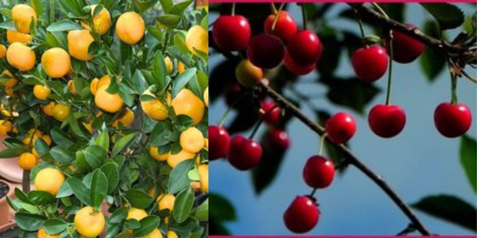 10 Fresh And Ornamental Fruit Trees That You Can Grow Easily In ...