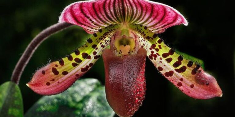 The Exotic Dragon Orchid (Dracula vampira): A Comprehensive Guide to ...
