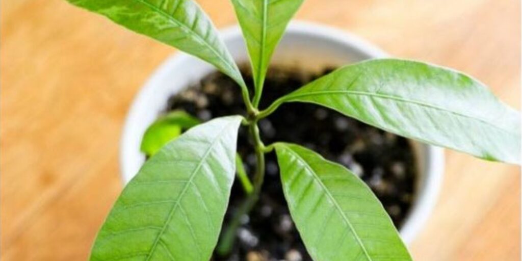 Growing Mango Trees: A Comprehensive Guide - Natural Garden Tips