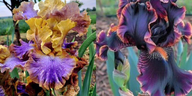 Rainbow Iris (Iris germanica): A Comprehensive Guide to Growing and ...