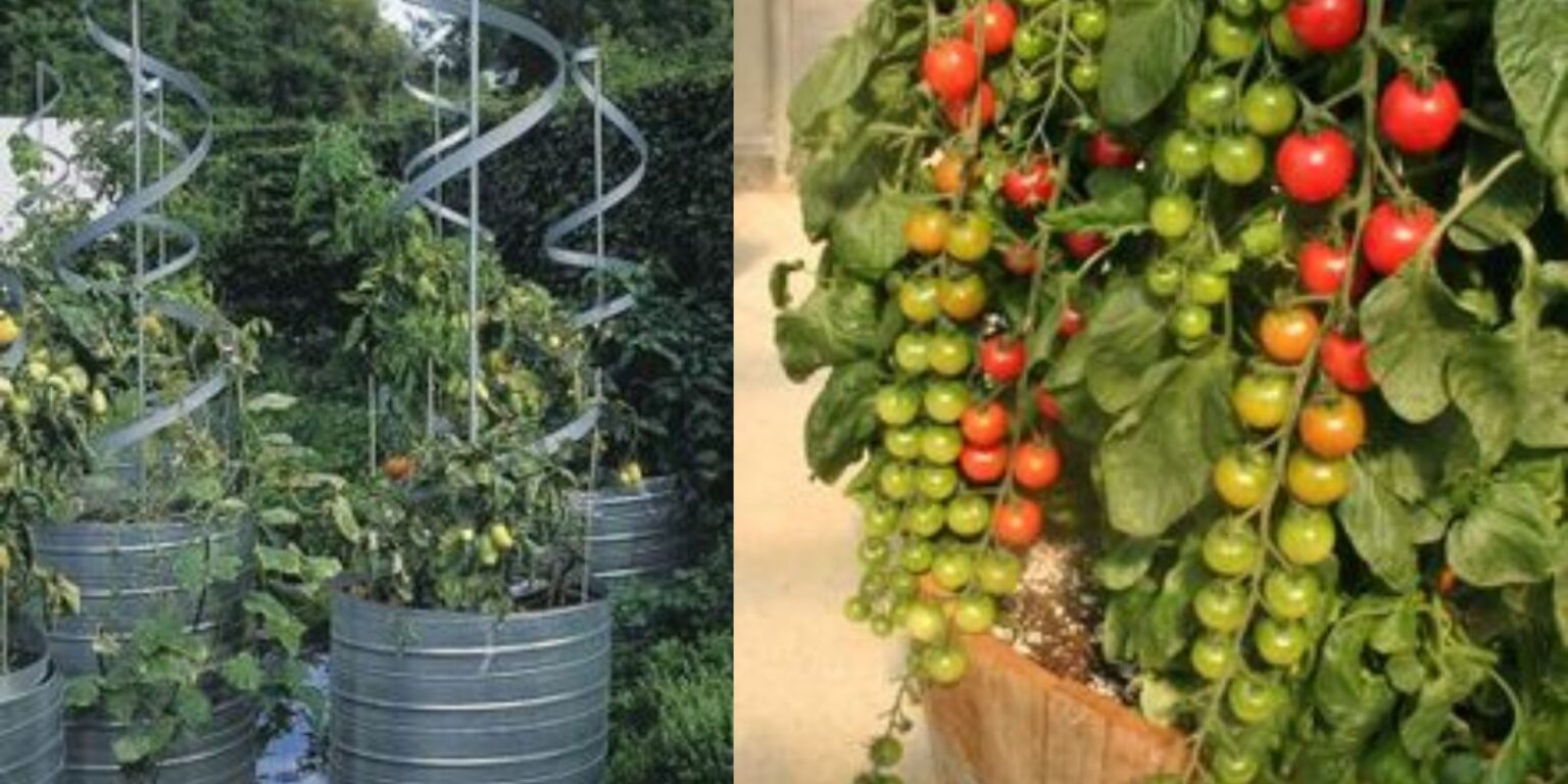 Easy And Cheap Tomato Planter Ideas: Growing Delicious Tomatoes on a ...