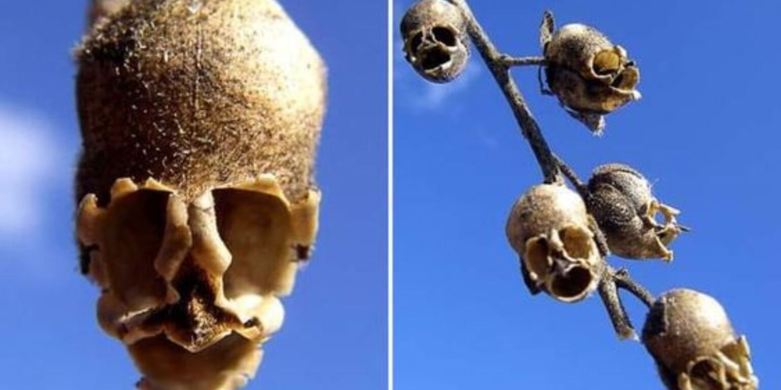 The Fascinating World of Snapdragon Flowers and Their Skull-Like Seed ...