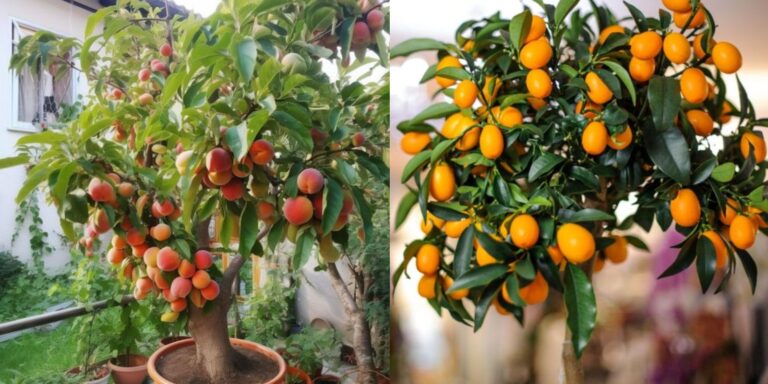 10 Fresh and Ornamental Fruit Trees That You Can Grow Easily in Containers - Natural Garden Tips