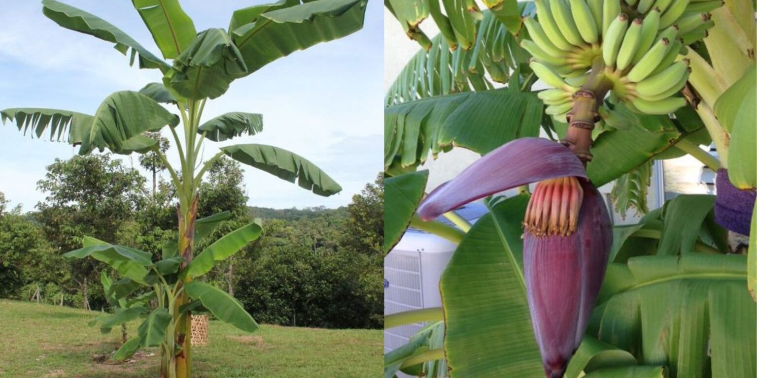 The Giant Banana Tree of Papua New Guinea: Nature’s Colossal Marvel ...