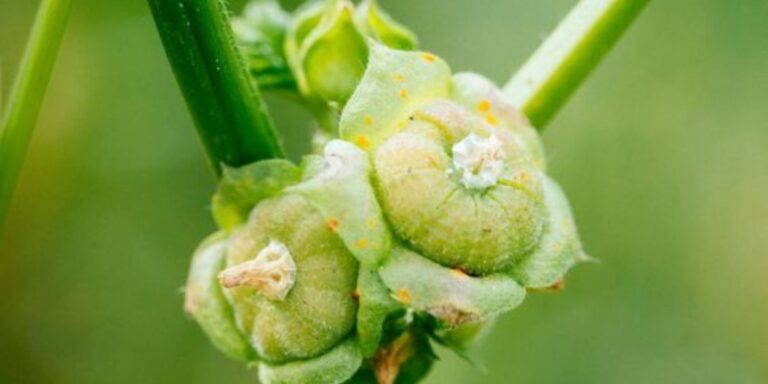 Yes, the Entire Common Mallow Plant is Edible, but What Many Don’t ...