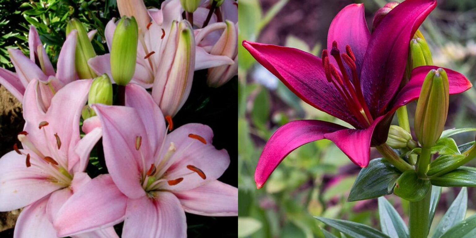 The Enchanting World of Lilies (Lilium spp.): A Guide to Growing ...