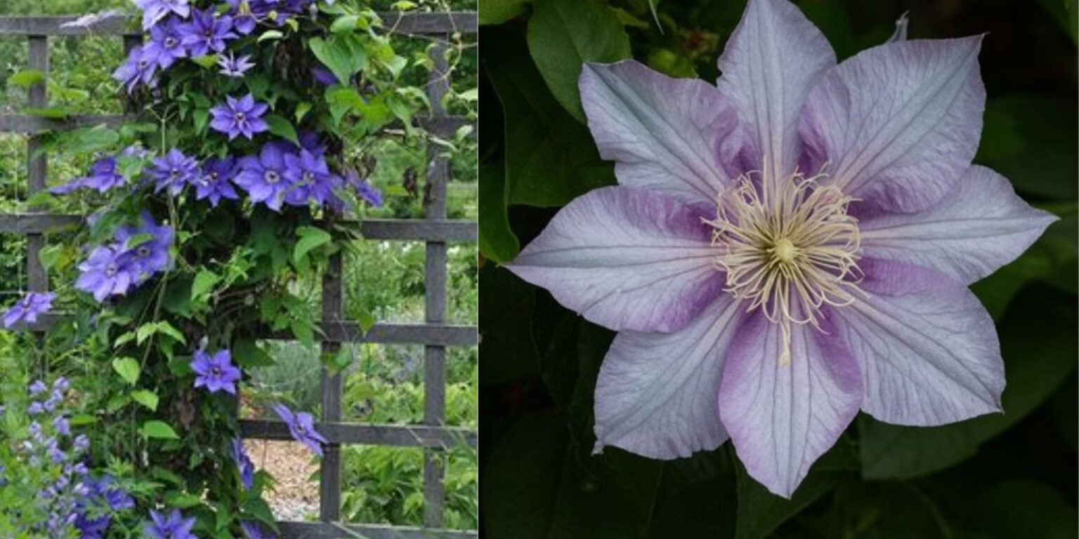 How to Grow and Care for Clematis (Clematis spp.) - Natural Garden Tips