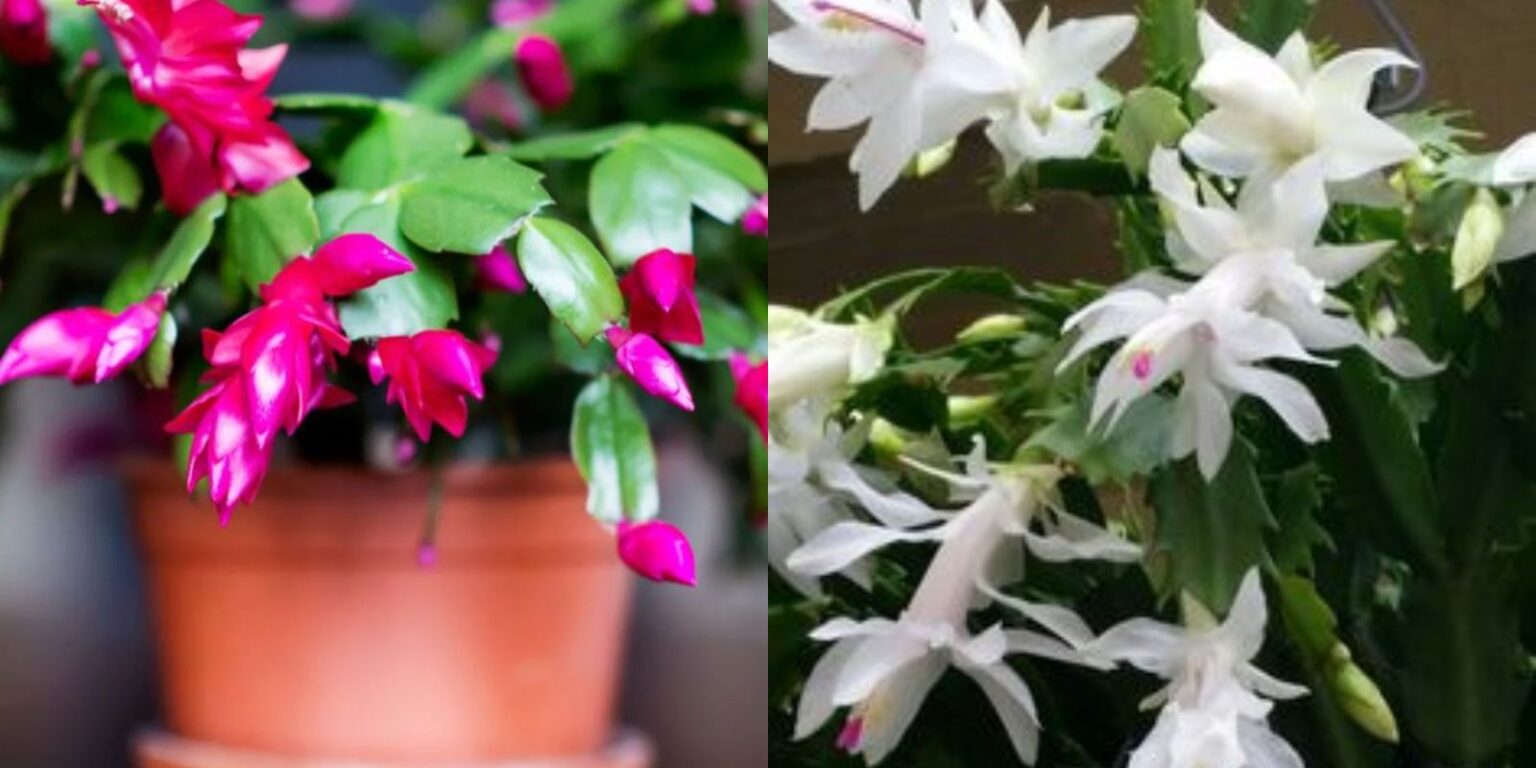 Christmas Cactus Care: Tips for More Blooms, Propagation, and ...