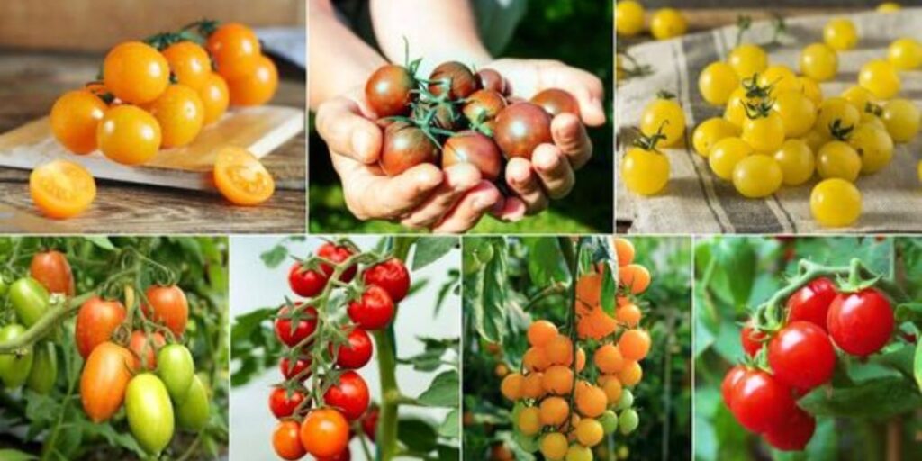 The Ultimate Guide to the 16 Best Cherry Tomato Varieties for Snacking ...