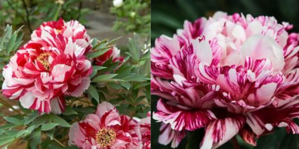 The Candy Stripe Rose (Rosa 'Candy Stripe'): A Guide to Cultivation and ...