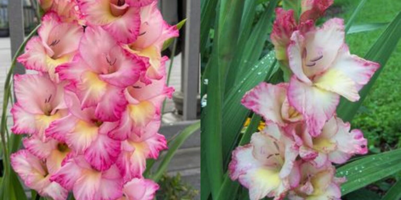 Striped Pink Gladiolus (Gladiolus spp.): A Guide to Growing and ...