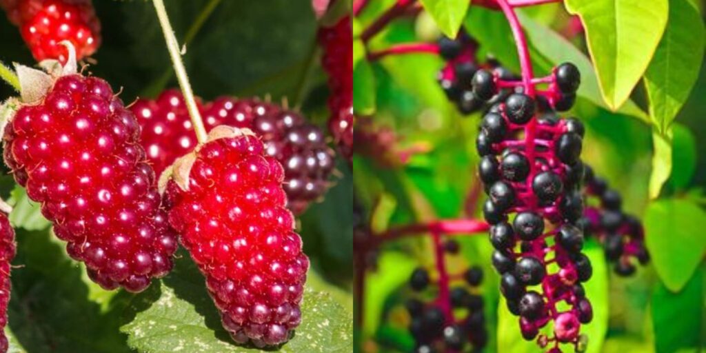 A Comprehensive Guide to Berry Identification: Know What You’re Picking ...