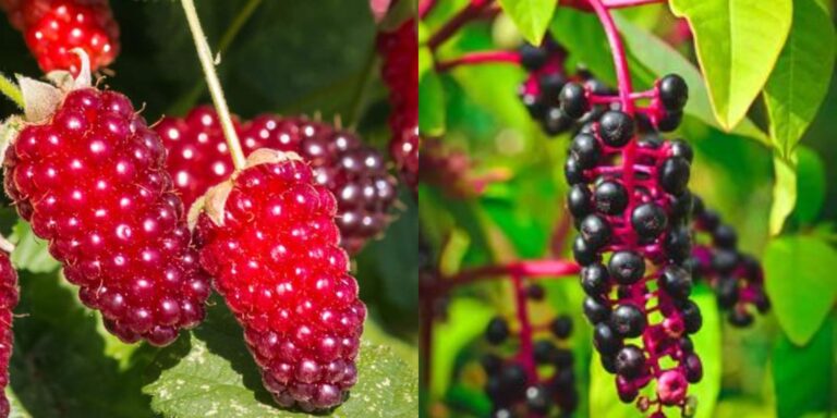 A Comprehensive Guide to Berry Identification: Know What You’re Picking ...
