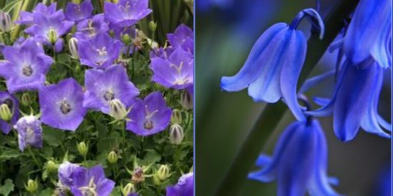 Embracing the Beauty of Blue Bellflowers (Campanula spp.): A ...