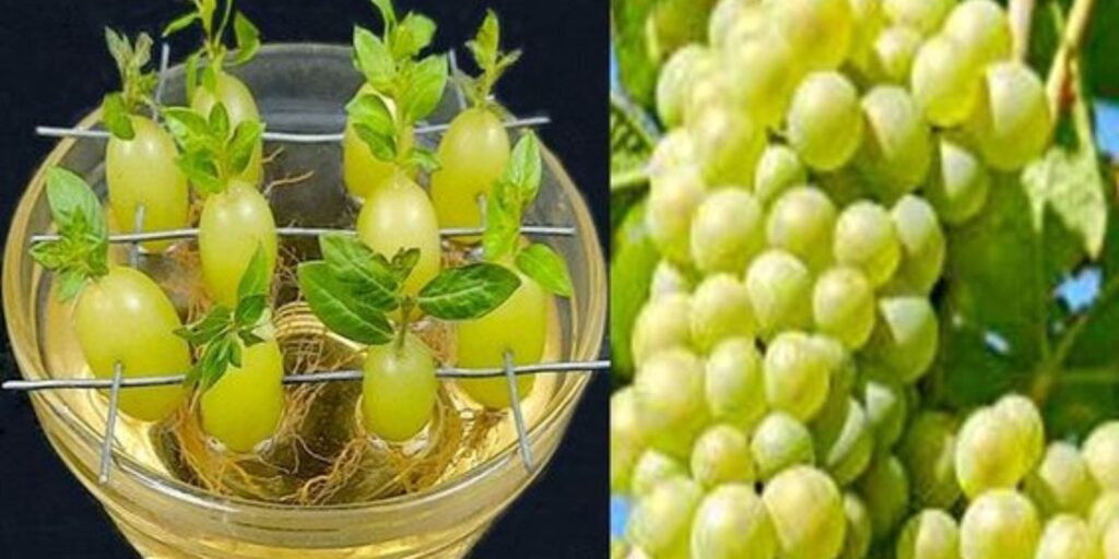 How to Grow Grapes in Containers at Home (from Seed 🍇) - Natural Garden ...